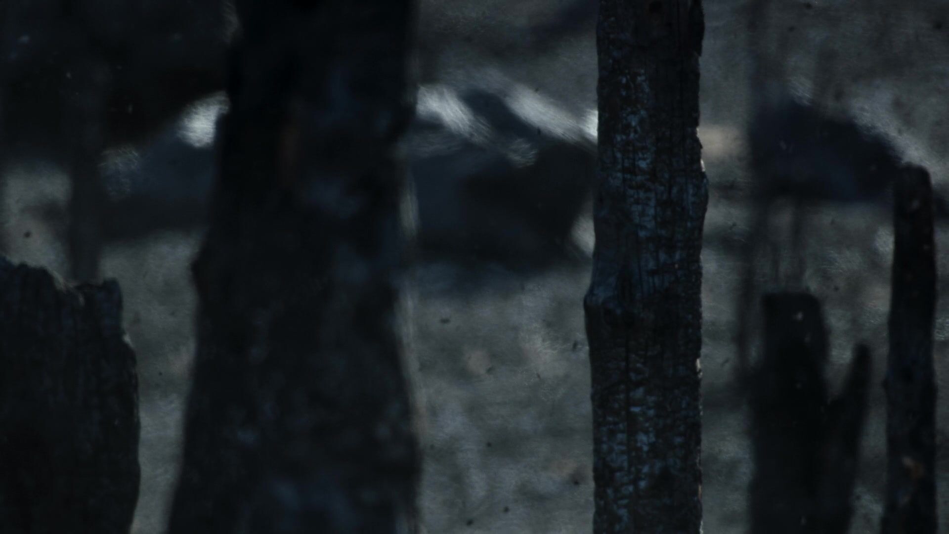 Life.on.Our.Planet.S01E06.Chapter.6.Out.of.the.Ashes.1080p.NF.WEB-DL ...